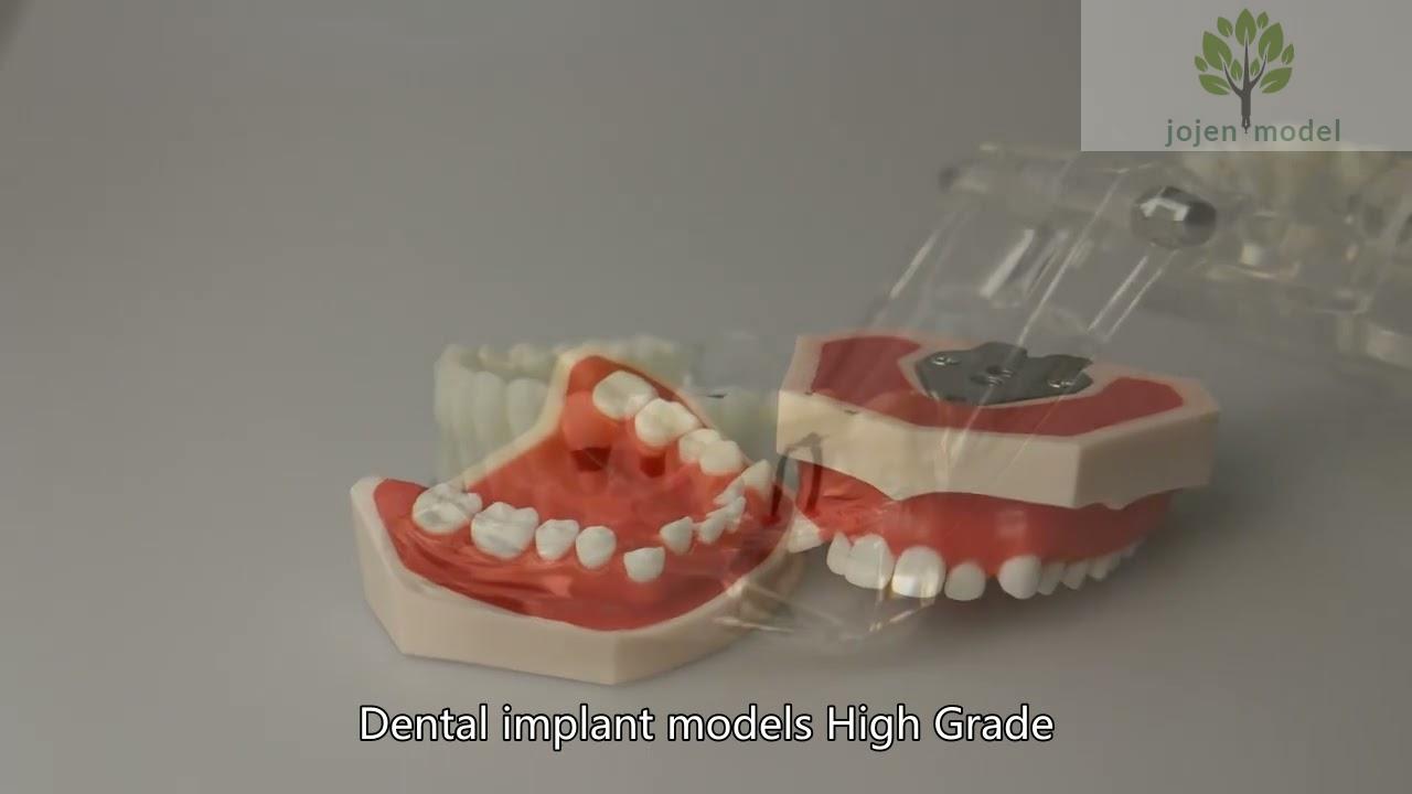 dental teaching models,articulated model dental,Dental Typodont Model ...