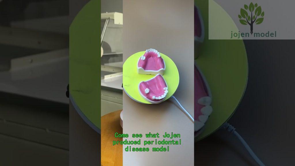 Typodont Orthodontic Cheap Company Chinese,Dental Perio Educational ...