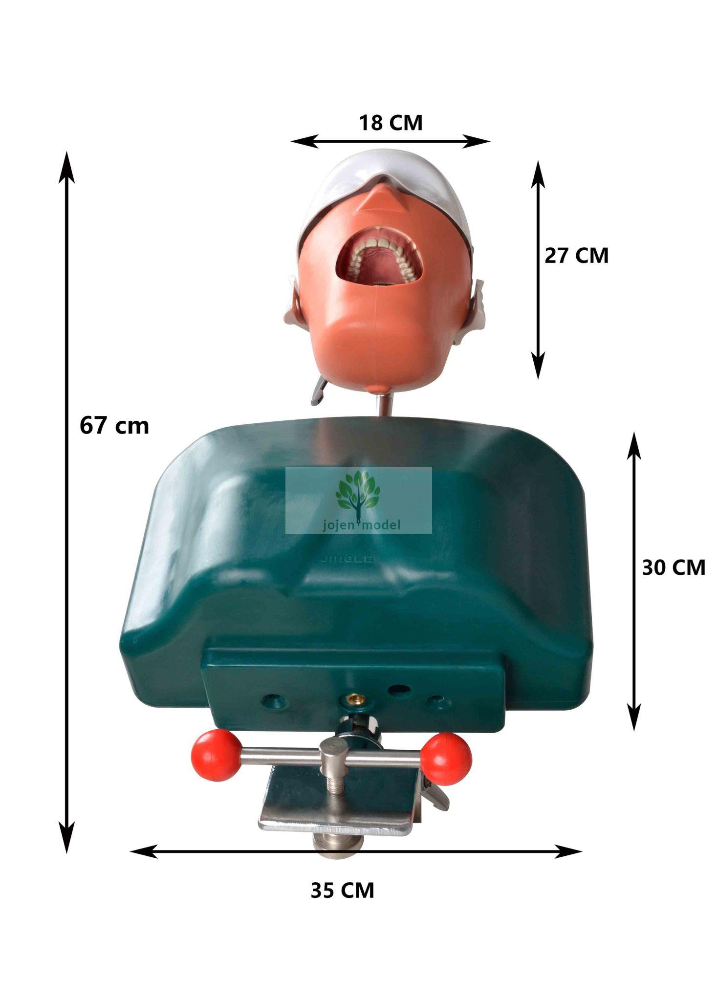 Phantom Head Simulators: Revolutionizing Dental Education with Jojen ...