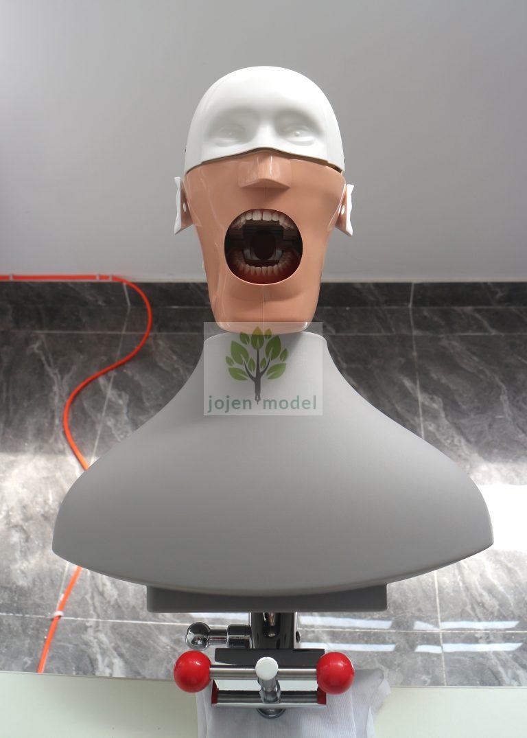 Dental Manikin, Dental Phantom Head – Jojenmodel-dental model teeth ...
