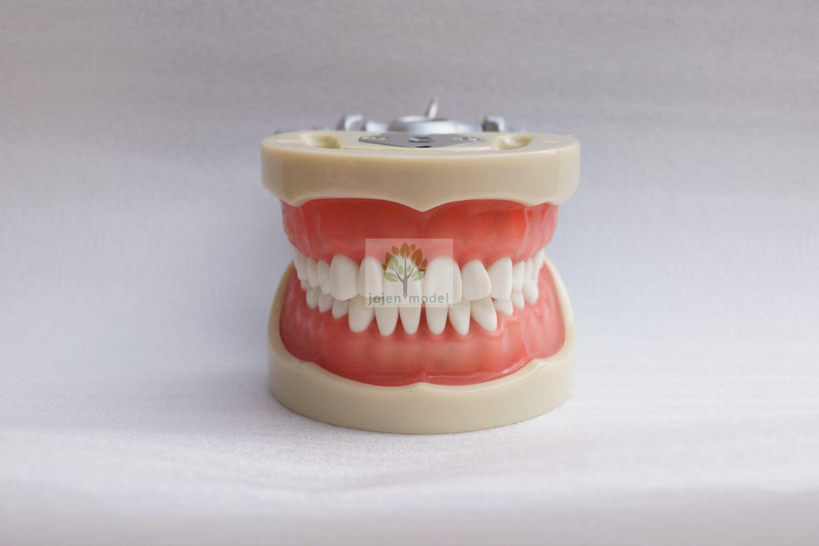 Phantom Head Dentistry manufacturer In China,Jojen Model Phantom Head ...