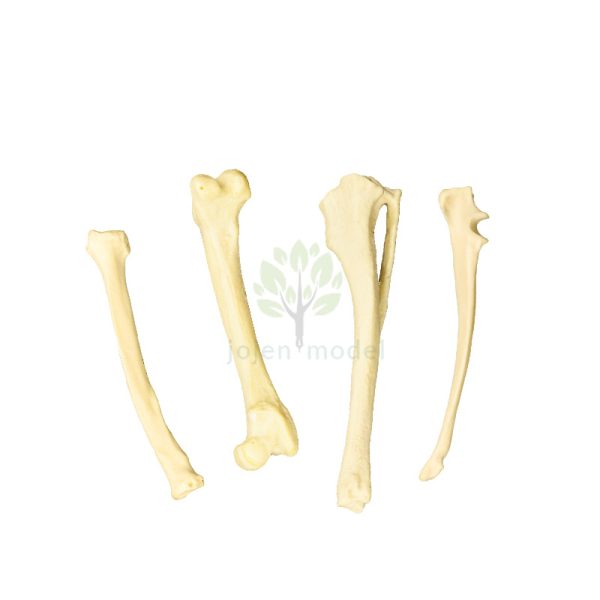 Canine Humerus Model,Study Model Dog Humerus Model,Medical Anatomical ...