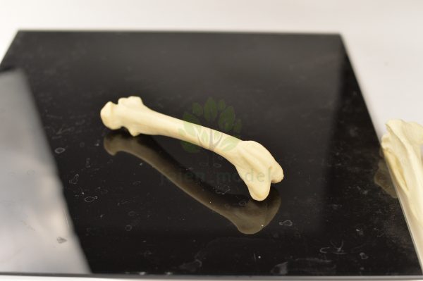 Canine Femur Bone Model,Study Model Dog Femur Bone Model,Medical ...