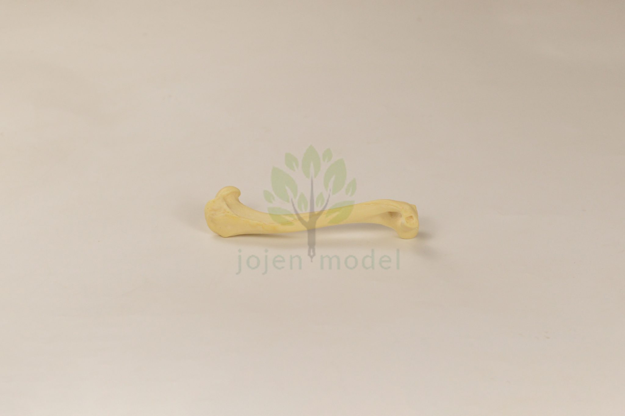 Canine Femur Bone Model,Study Model Dog Femur Bone Model,Medical ...