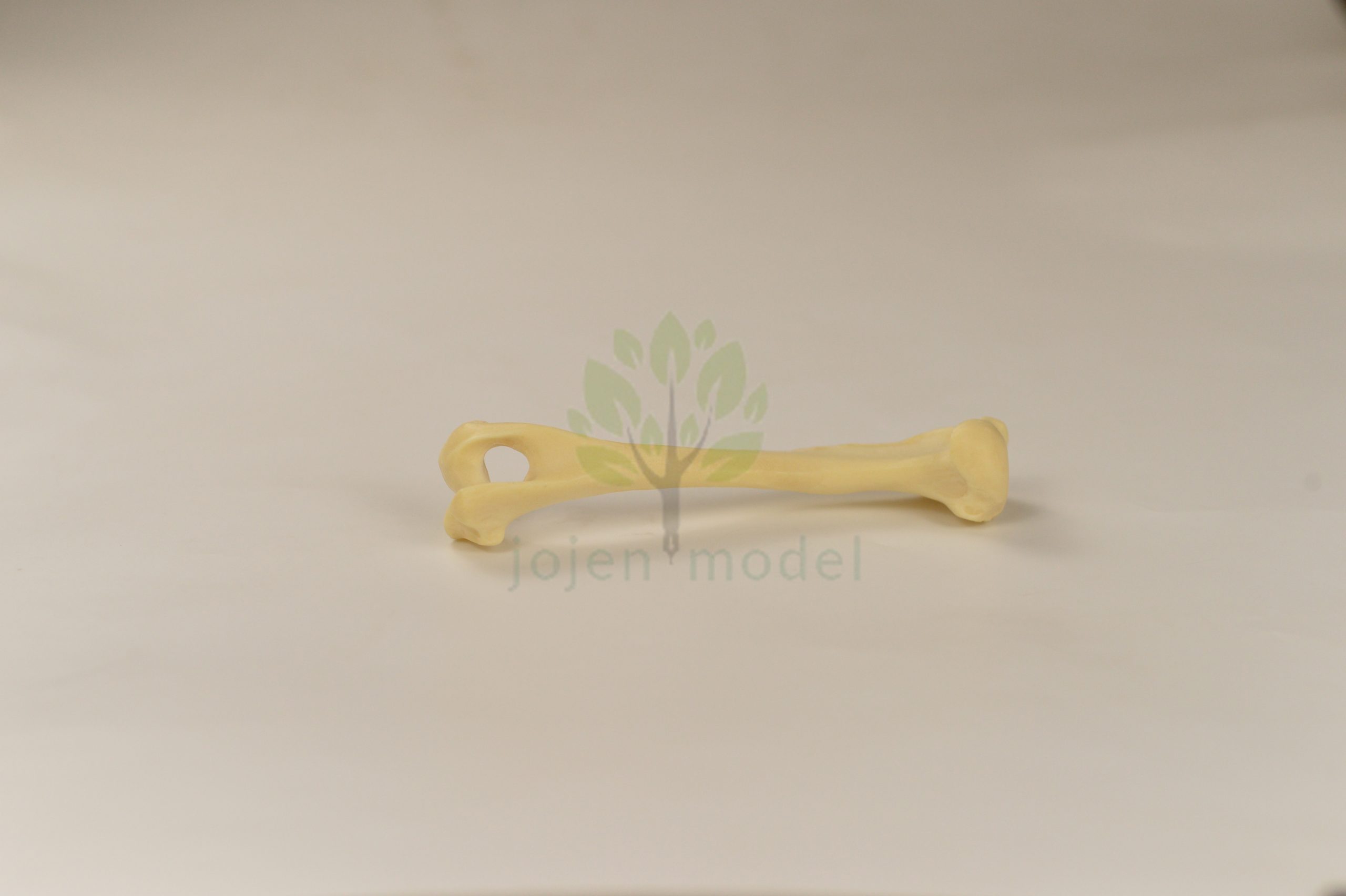 Canine Humerus Model,Study Model Dog Humerus Model,Medical Anatomical ...