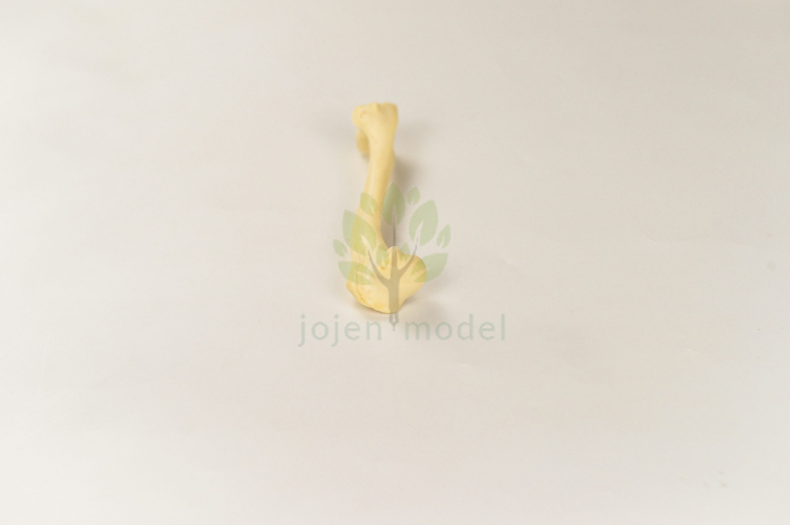 Canine Humerus Model,Study Model Dog Humerus Model,Medical Anatomical ...