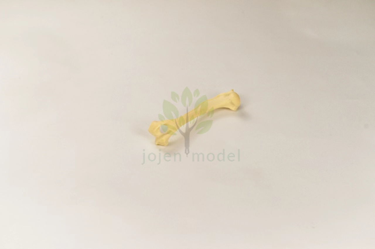 Canine Humerus Model,Study Model Dog Humerus Model,Medical Anatomical ...