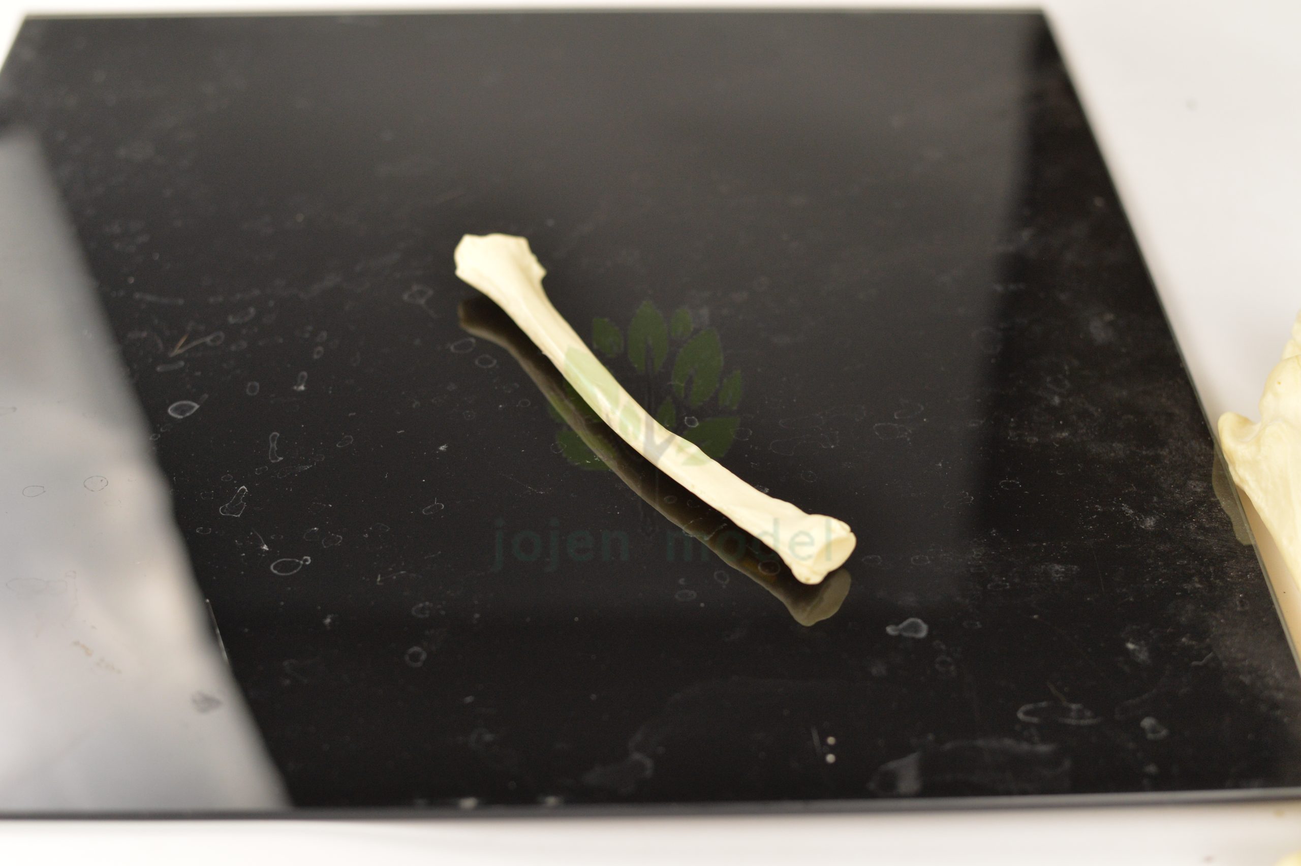 Canine Radius Bone Model,Study Model Dog Radius Bone Model,Medical ...