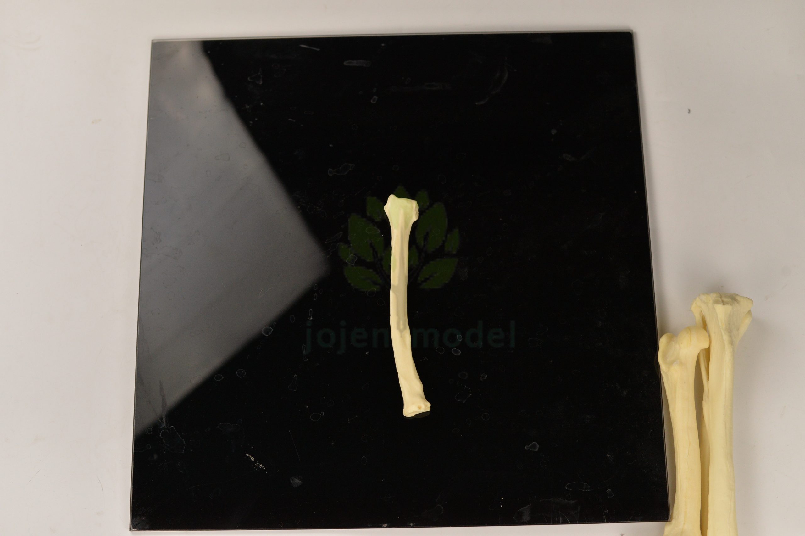 Canine Radius Bone Model,Study Model Dog Radius Bone Model,Medical ...