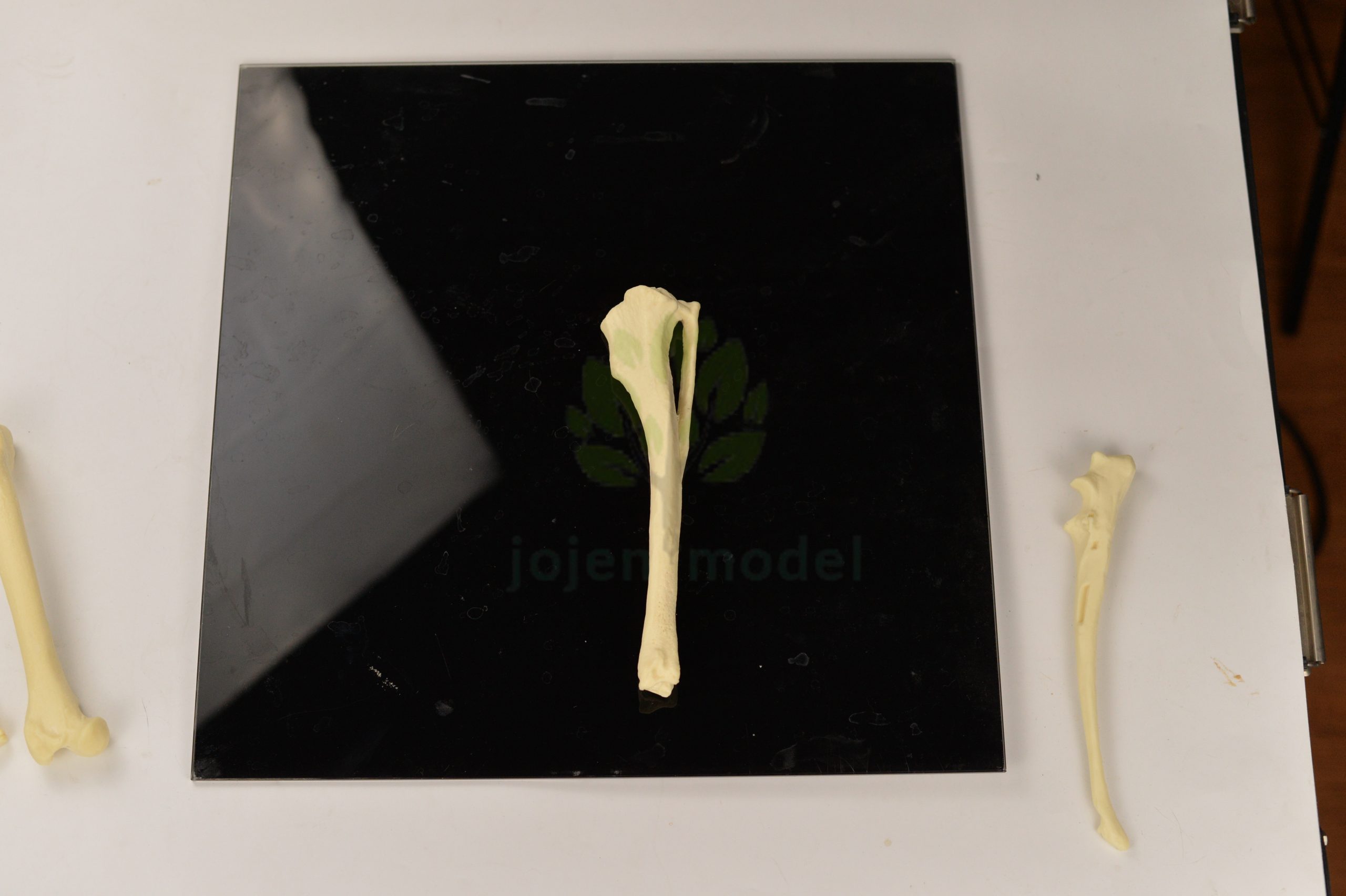 Canine Tibia And Fibula Model,Study Model Dog Tibia And Fibula Model ...