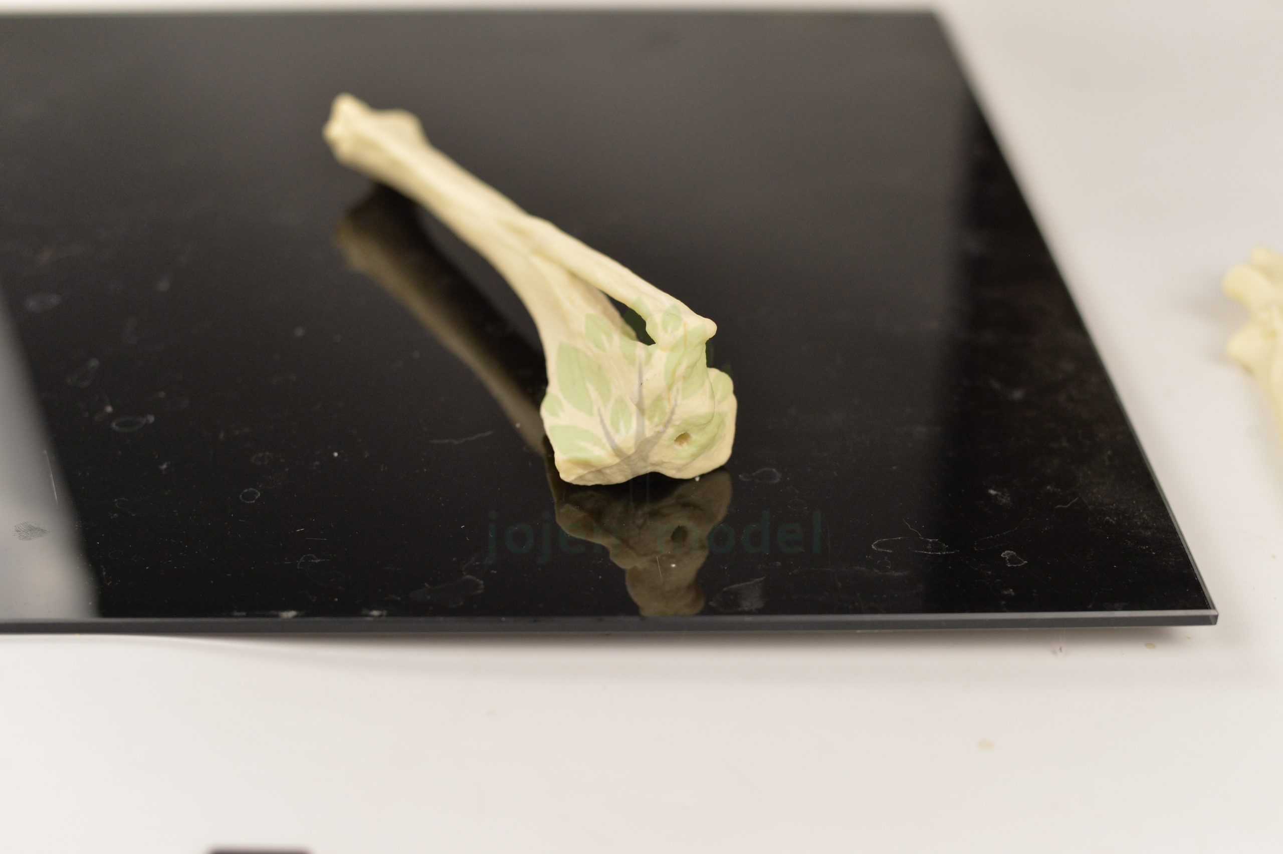 Canine Tibia And Fibula Model,Study Model Dog Tibia And Fibula Model ...