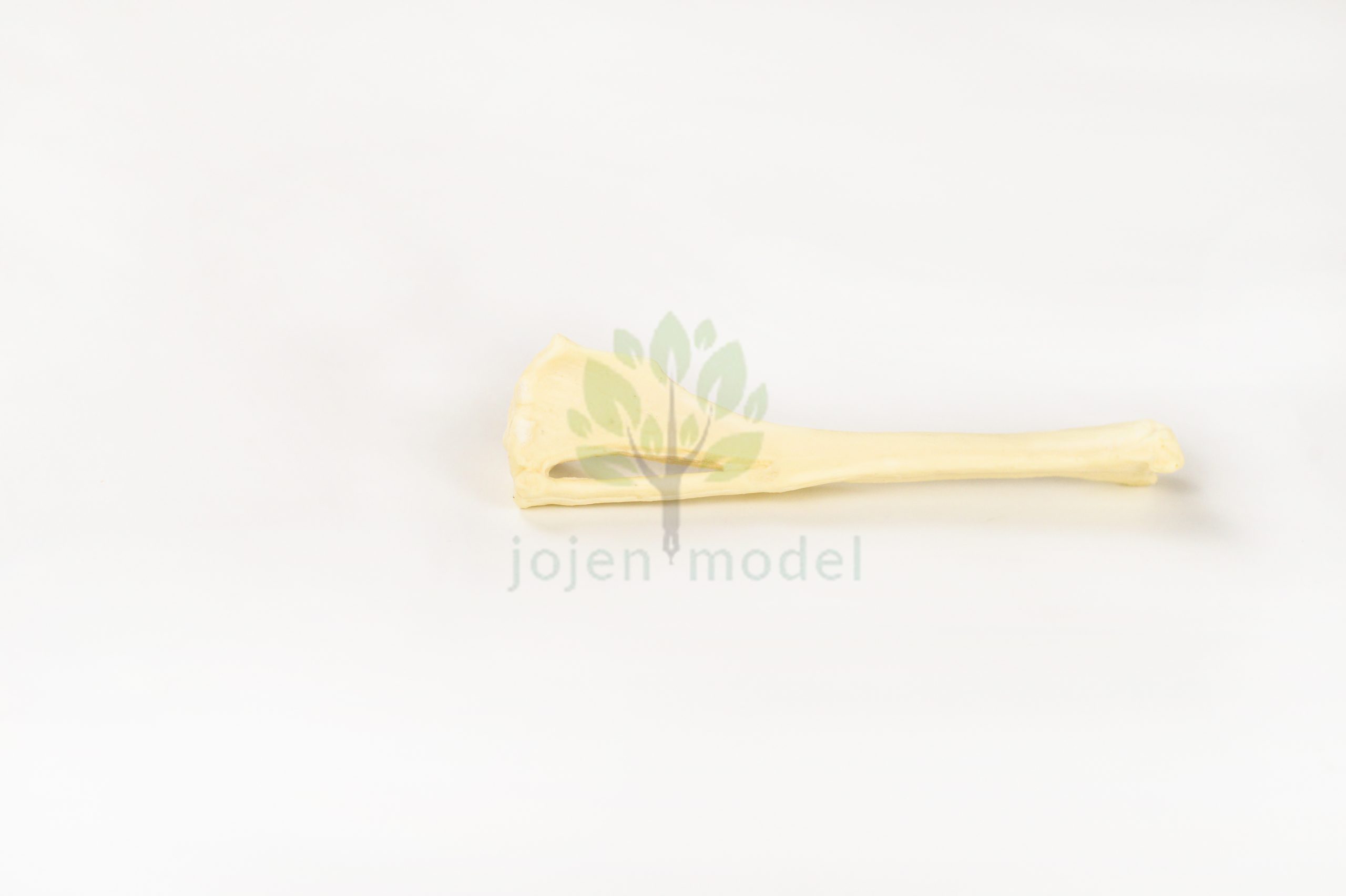 Canine Tibia And Fibula Model,Study Model Dog Tibia And Fibula Model ...